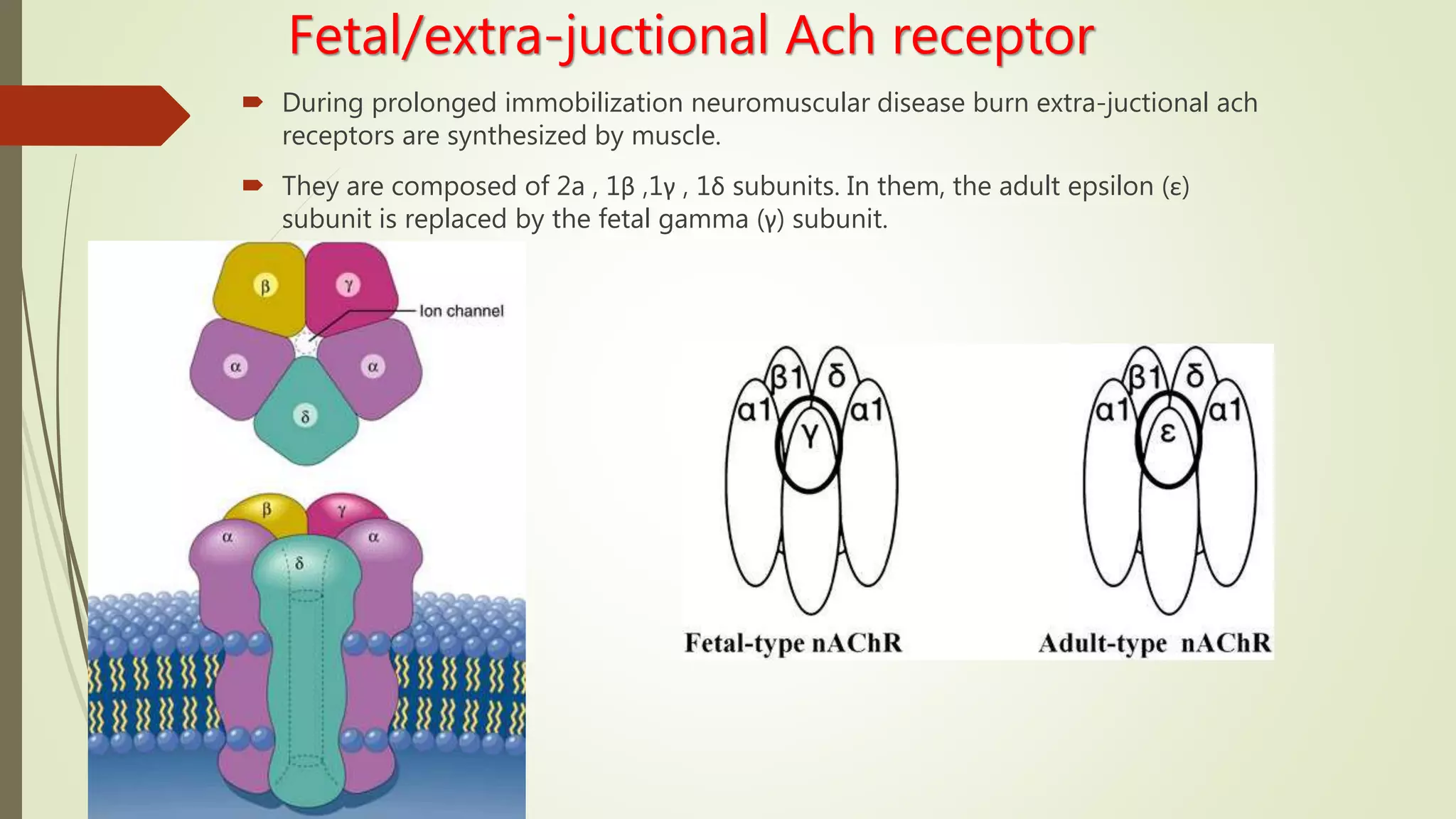 Neuromuscular junction anatomy & physiology | PPTX