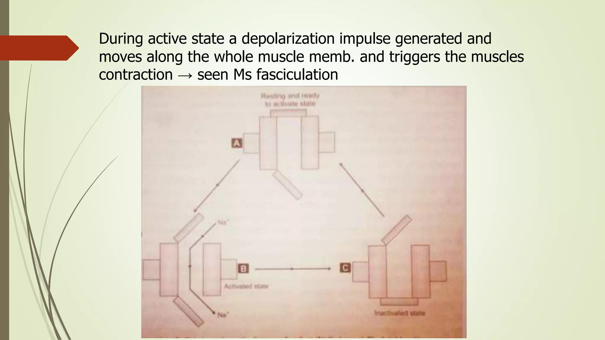 Neuromuscular junction anatomy & physiology | PPT Neuromuscular junction anatomy & physiology | PPT