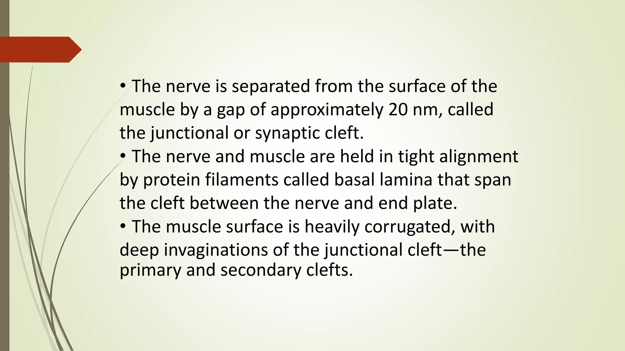 Neuromuscular junction anatomy & physiology | PPTX