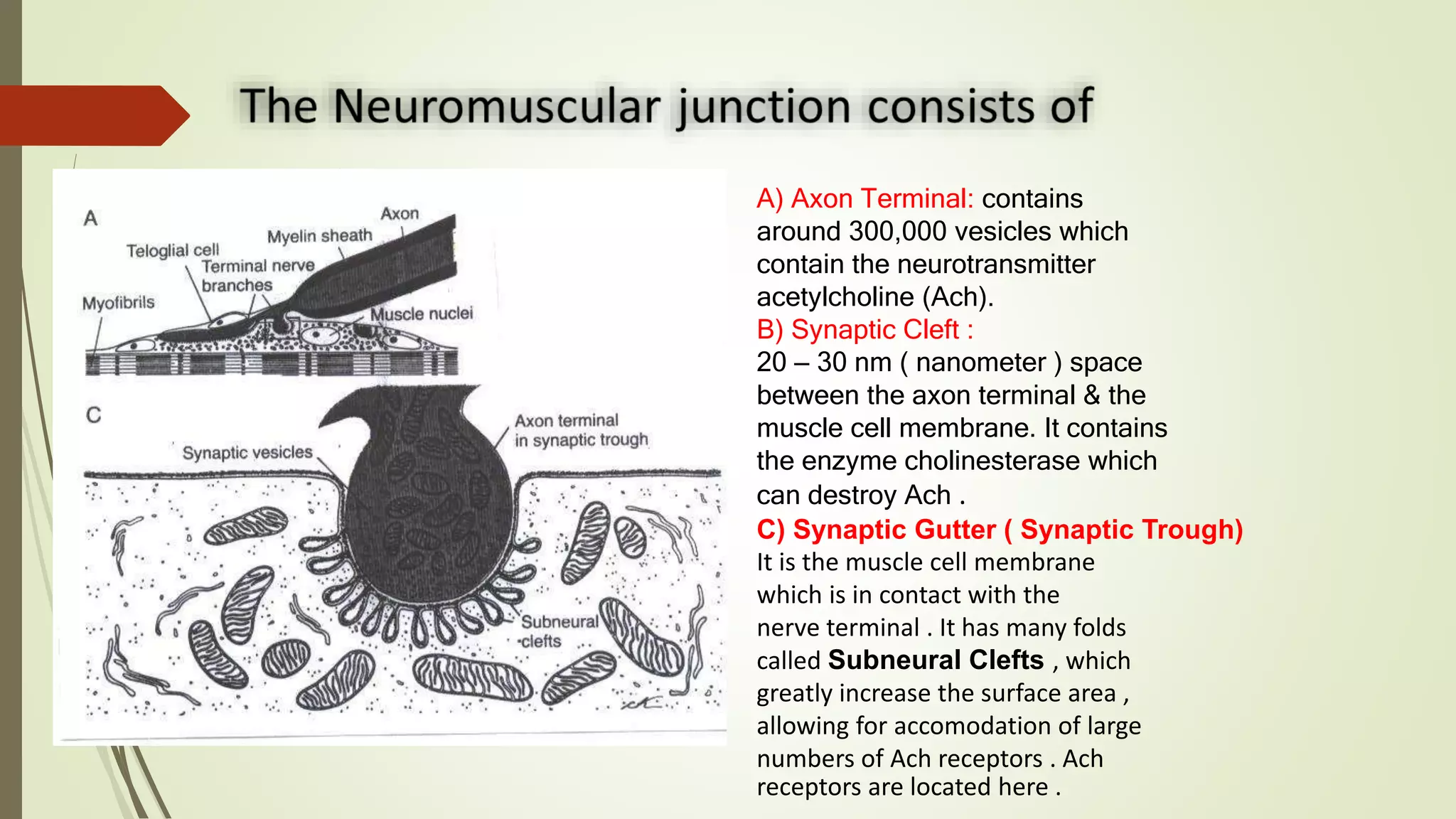 Neuromuscular junction anatomy & physiology | PPT Neuromuscular junction anatomy & physiology | PPT