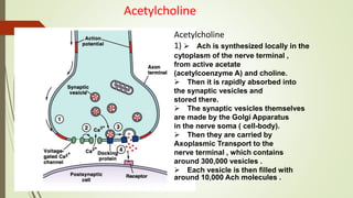 Neuromuscular junction anatomy & physiology | PPTX