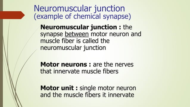 Neuromuscular junction anatomy & physiology | PPTX