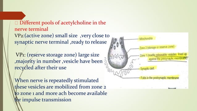 Neuromuscular junction anatomy & physiology | PPTX