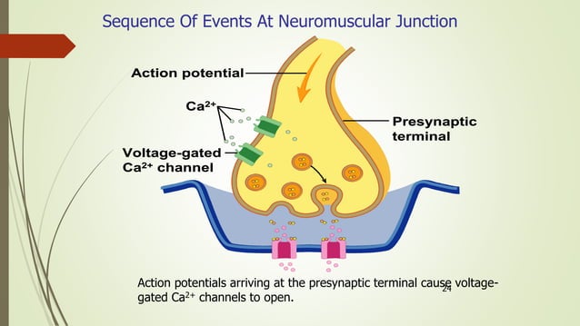 Neuromuscular junction anatomy & physiology | PPTX