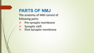 Neuromuscular junction anatomy & physiology | PPTX