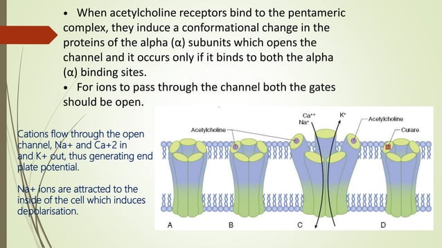 Neuromuscular junction anatomy & physiology | PPTX