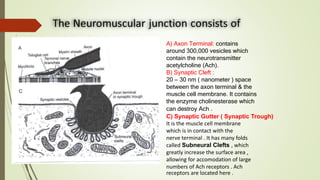 Neuromuscular junction anatomy & physiology | PPTX