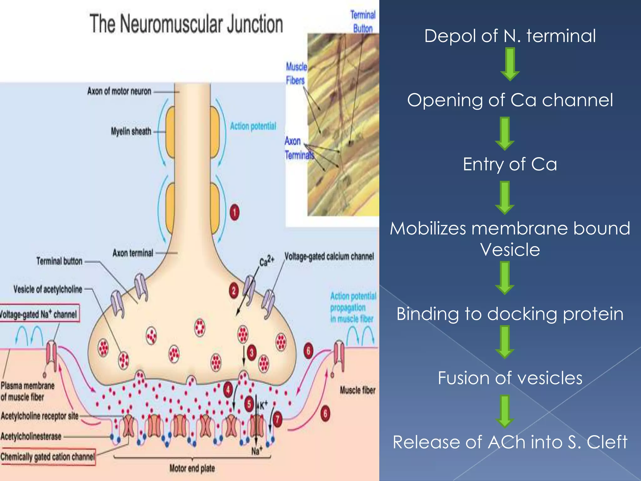 Neuromuscular junction and its physiology | PPTX