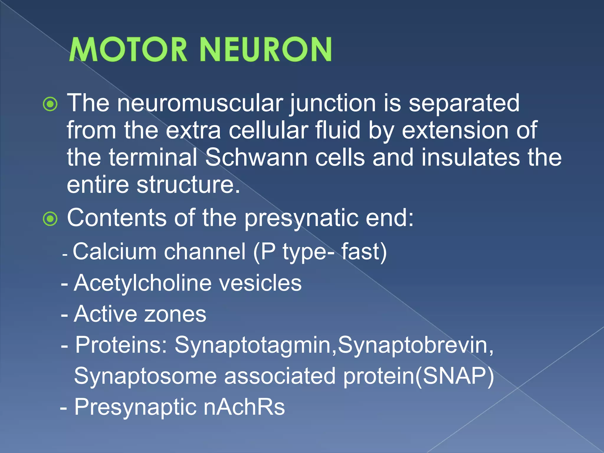 Neuromuscular junction and its physiology | PPTX