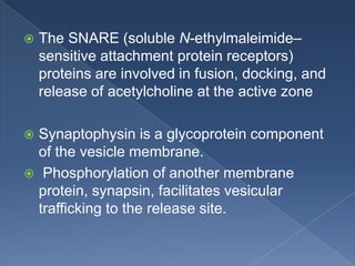 Neuromuscular junction and its physiology | PPTX