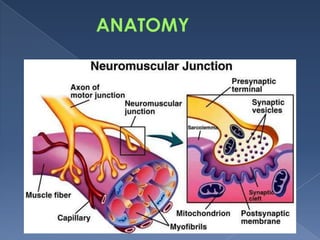 Neuromuscular junction and its physiology | PPTX