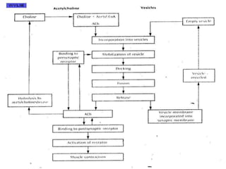 Neuromuscular Junction Flow Chart