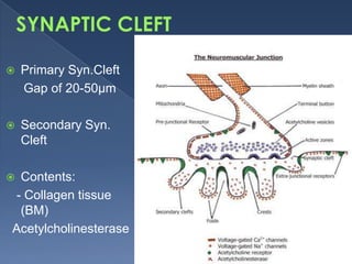 Neuromuscular junction and its physiology | PPTX