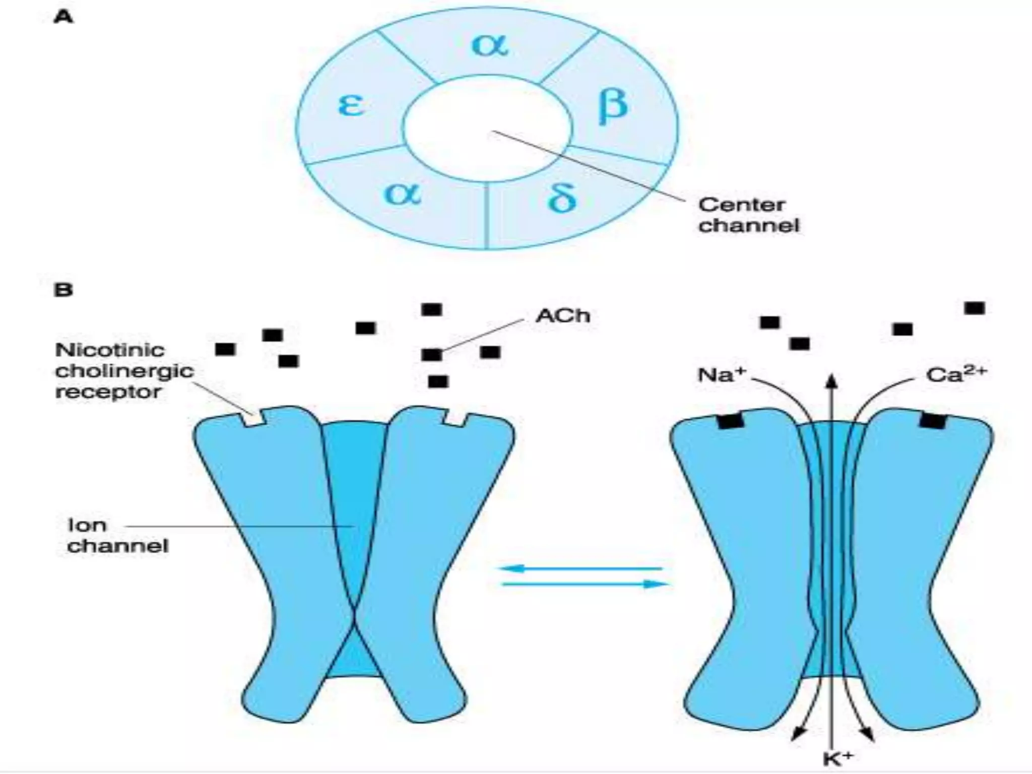 NEUROMUSCULAR JUNCTION AND MONITORING- pratibha.ppt