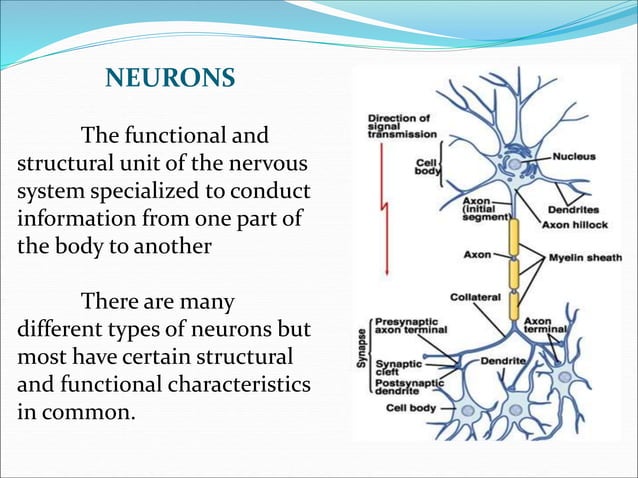 NEUROMUSCULAR JUNCTION AND MONITORING- pratibha.ppt
