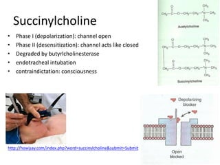 Neuromuscular junction & autonomic ganglia | PPT