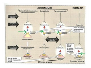 Neuromuscular junction & autonomic ganglia | PPT