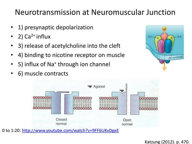 Neuromuscular junction & autonomic ganglia | PPTX | Lung and ...