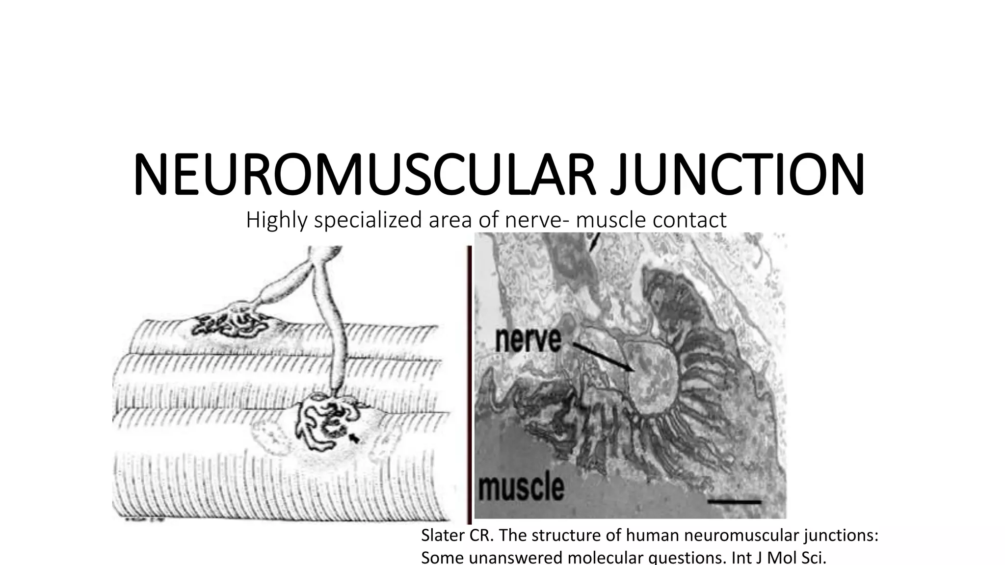 NEUROMUSCULAR JUNCTION [Autosaved].pptx