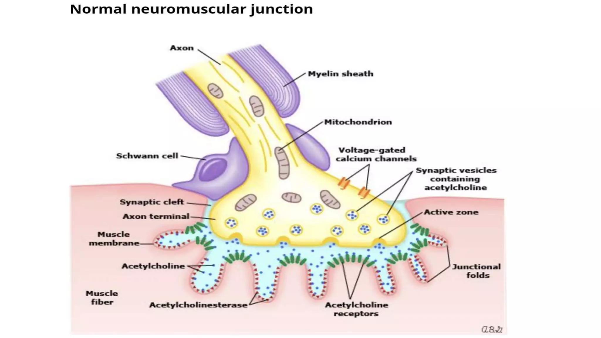 NEUROMUSCULAR JUNCTION [Autosaved].pptx