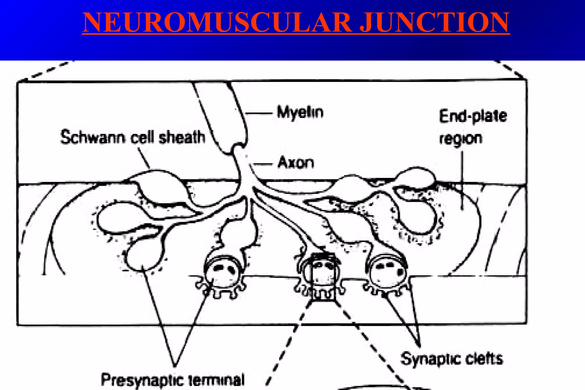 Neuromuscular junction disorders | PPT