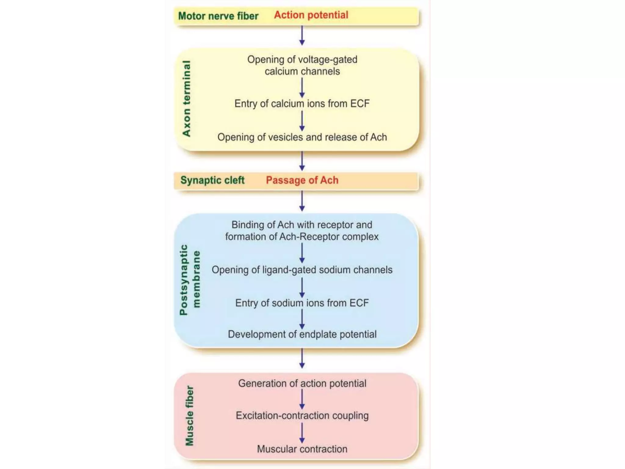 Neuromuscular Junction (NMJ).pptx