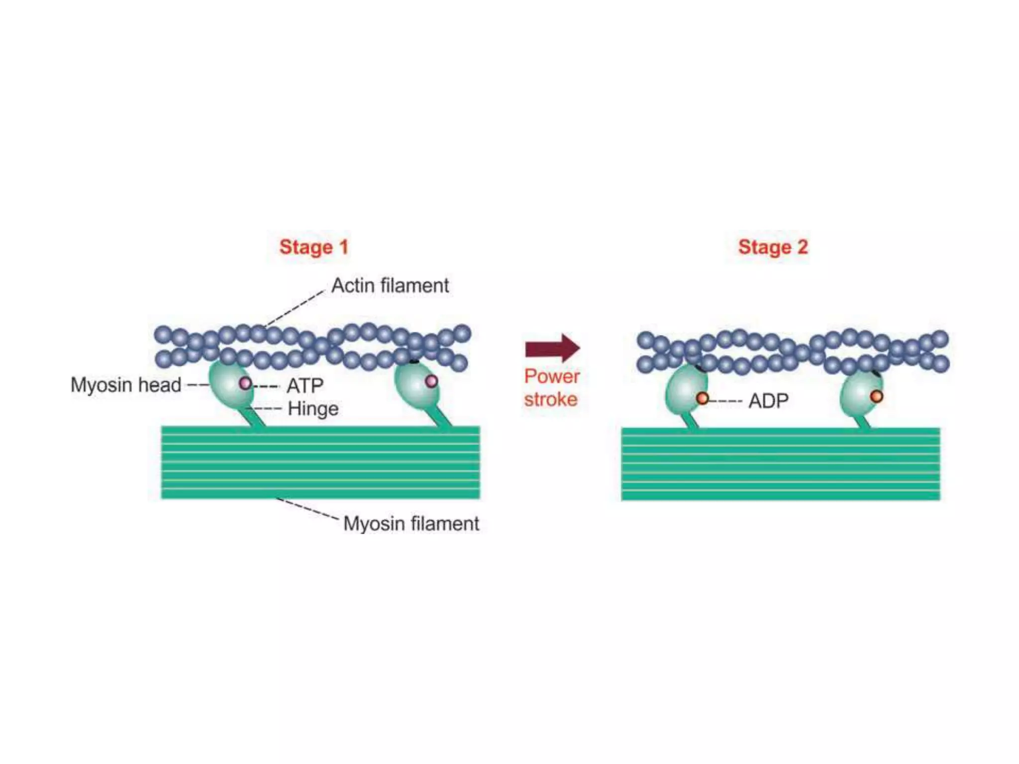 Neuromuscular Junction (NMJ).pptx