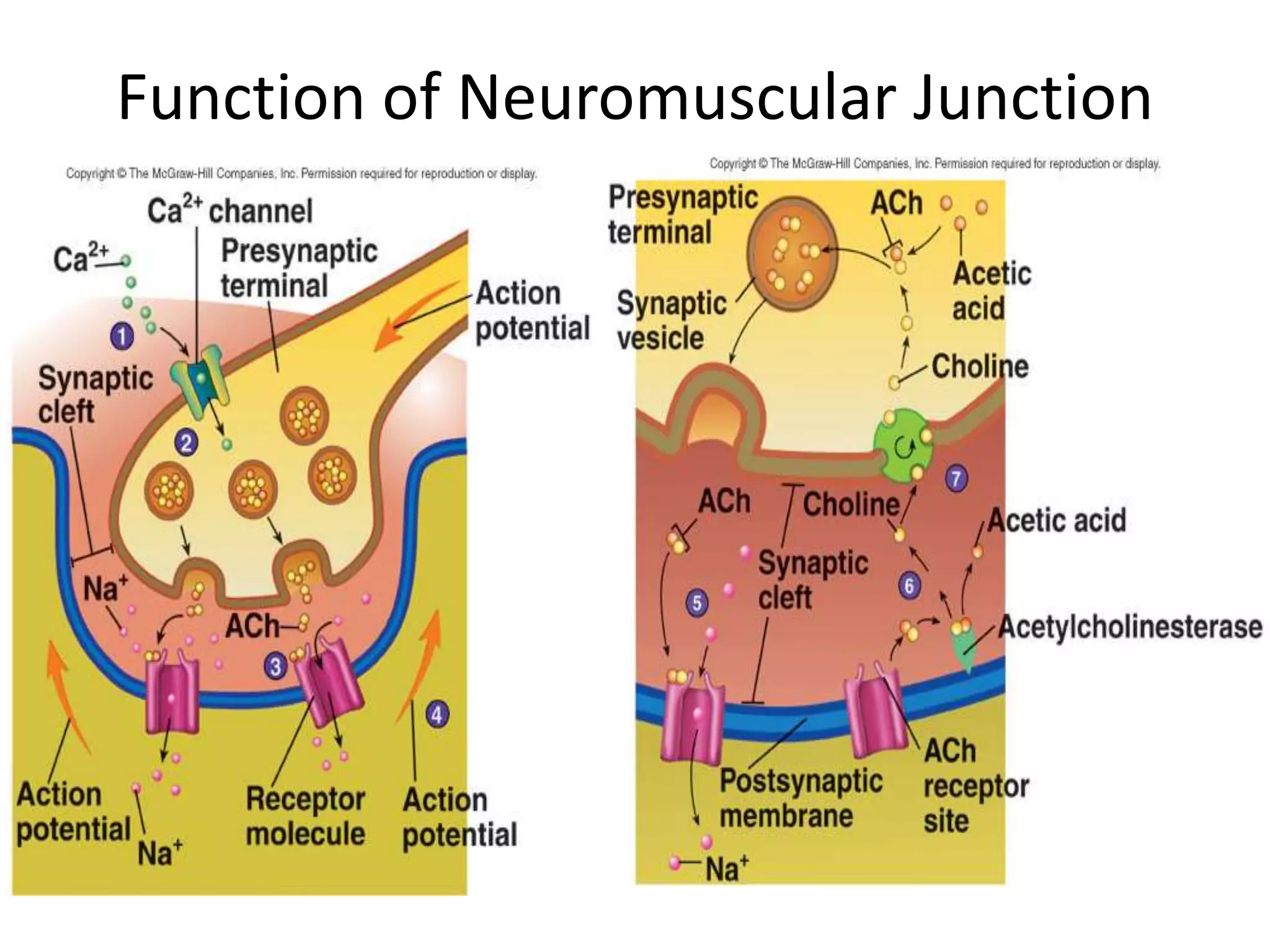 Neuromuscular Junction (NMJ).pptx