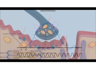 Neuromuscular Junction (NMJ).pptx