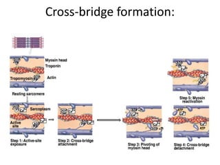 Neuromuscular Junction (NMJ).pptx