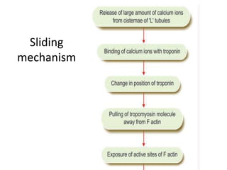 Neuromuscular Junction Flow Chart