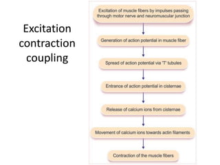 Neuromuscular Junction (NMJ).pptx
