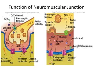 Neuromuscular Junction (NMJ).pptx