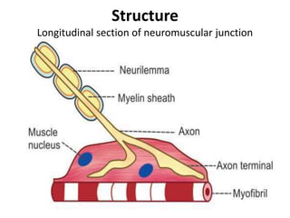 Neuromuscular Junction Slide Labeled