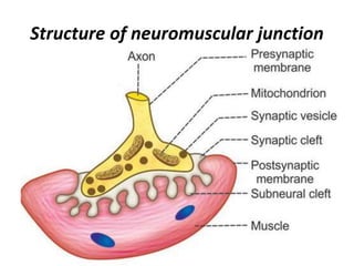 Neuromuscular Junction Model Labeled