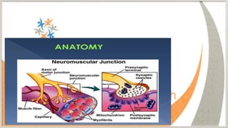 Neuromuscular junctions | PPTX