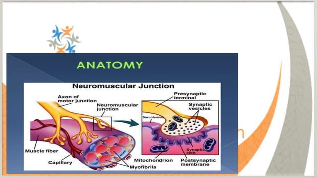 Neuromuscular junctions | PPTX