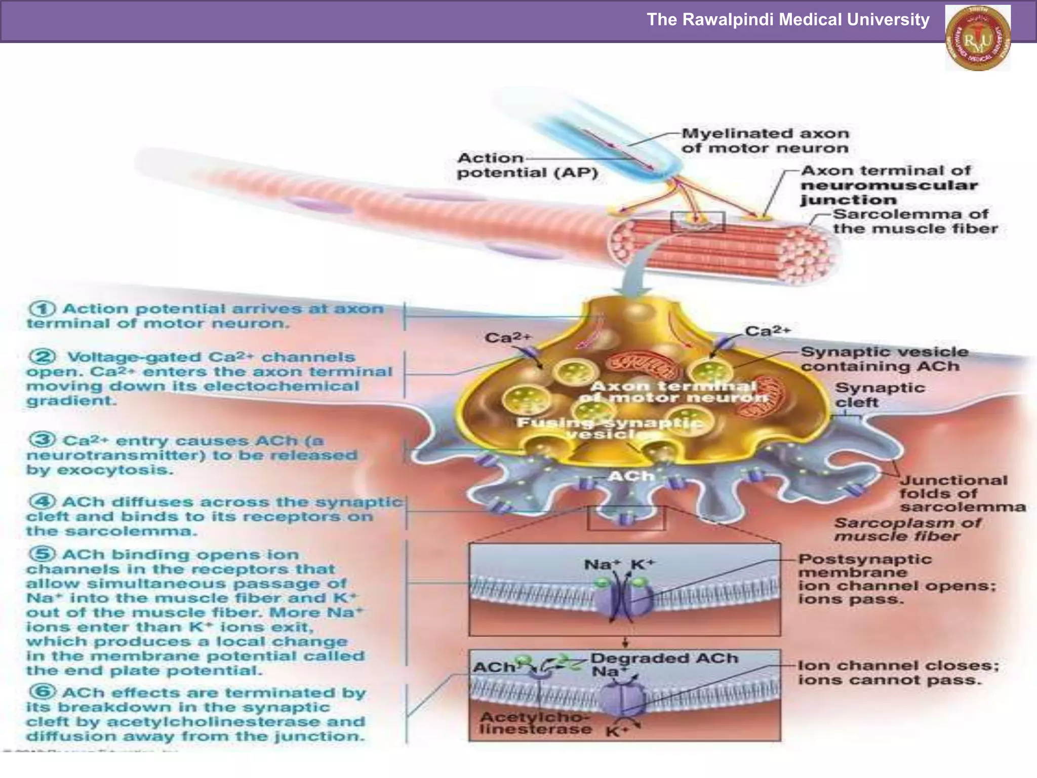 Neuromuscular junction SGD.pptx