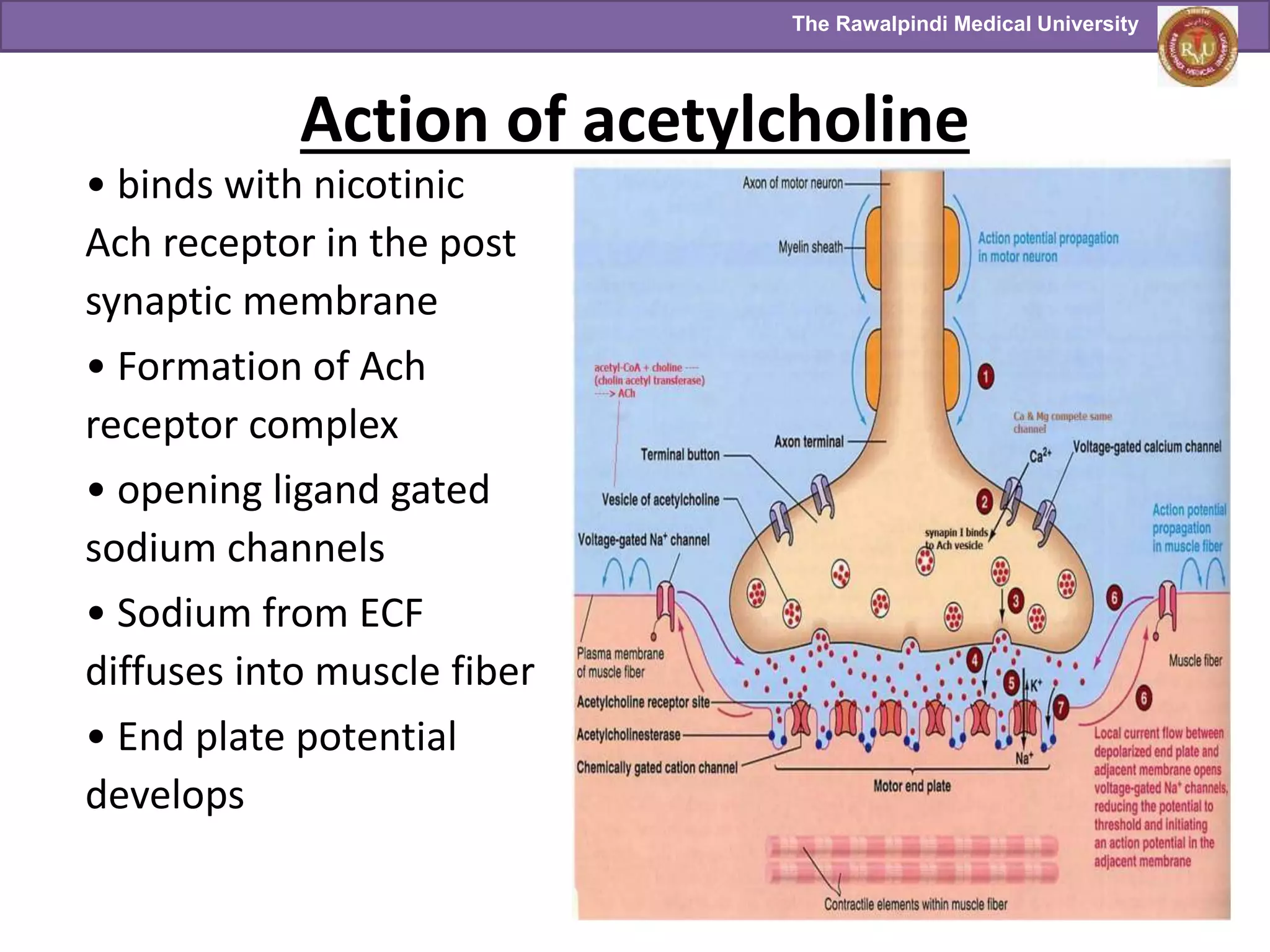 Neuromuscular junction SGD.pptx