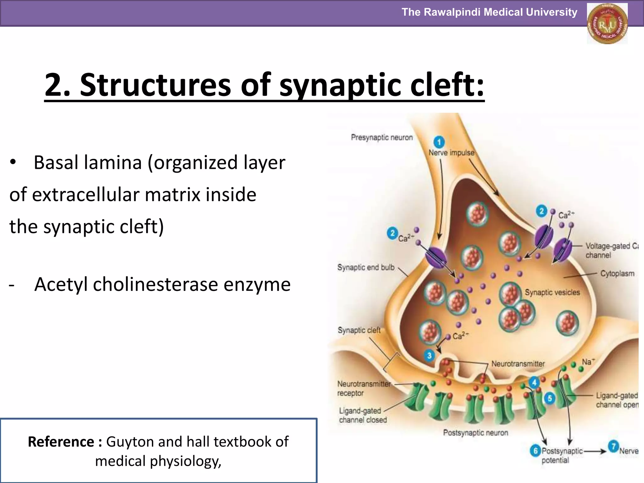Neuromuscular junction SGD.pptx