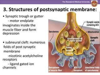 Neuromuscular junction SGD.pptx