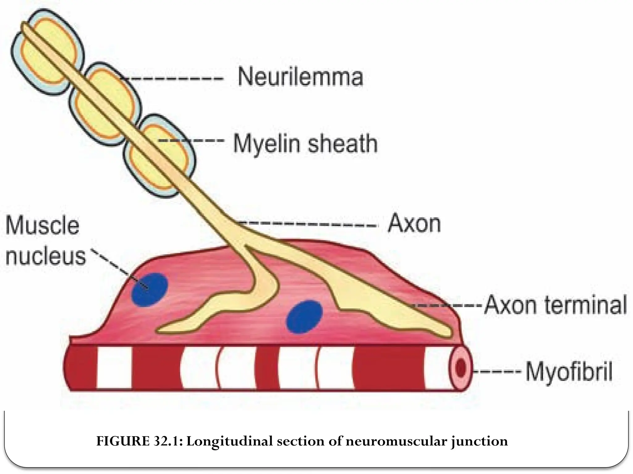 Neuromuscular Junction & transmission + Structure & function.pptx