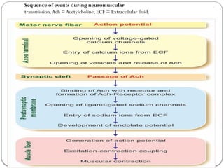 Neuromuscular Junction & transmission + Structure & function.pptx