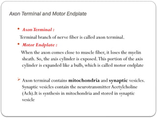 Neuromuscular Junction & transmission + Structure & function.pptx