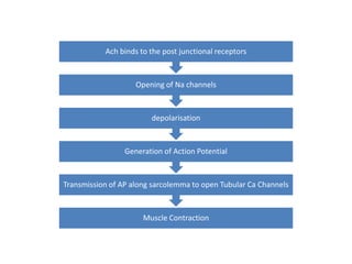Neuromuscular Junction Flow Chart