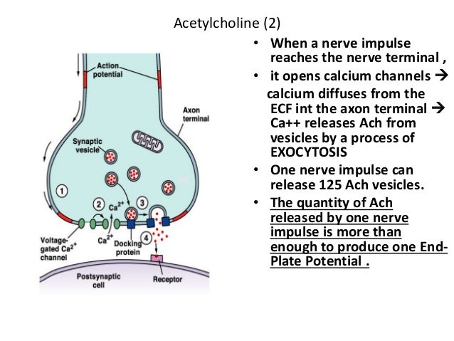 Neuromuscular physiology