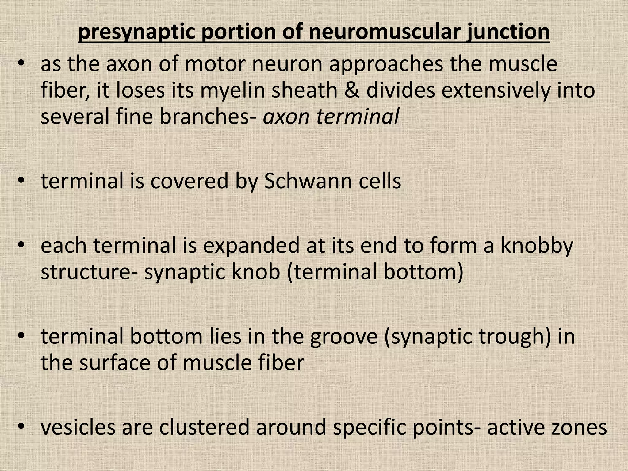 Neuromuscular transmission | PDF