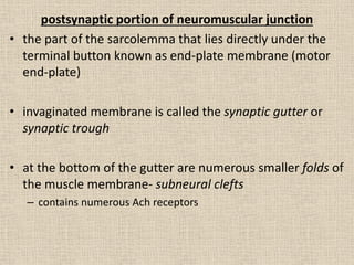 Neuromuscular transmission | PDF