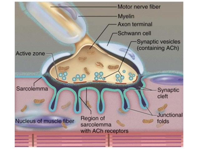 Neuromuscular transmission