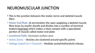 Detailed Overview of Impulse Transmission at the Neuromuscular Junction ...